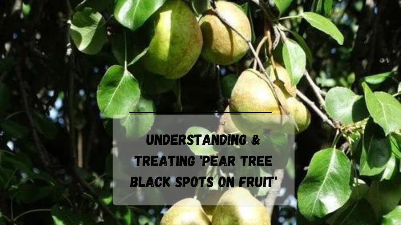 7+ Reasons Why Pear Tree Leaves Turning Black (Easy FIX)