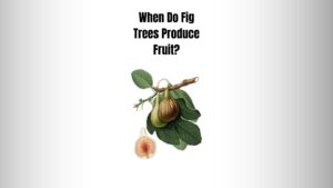 "5 Factors Influences" When Do Fig Trees Produce Fruit?