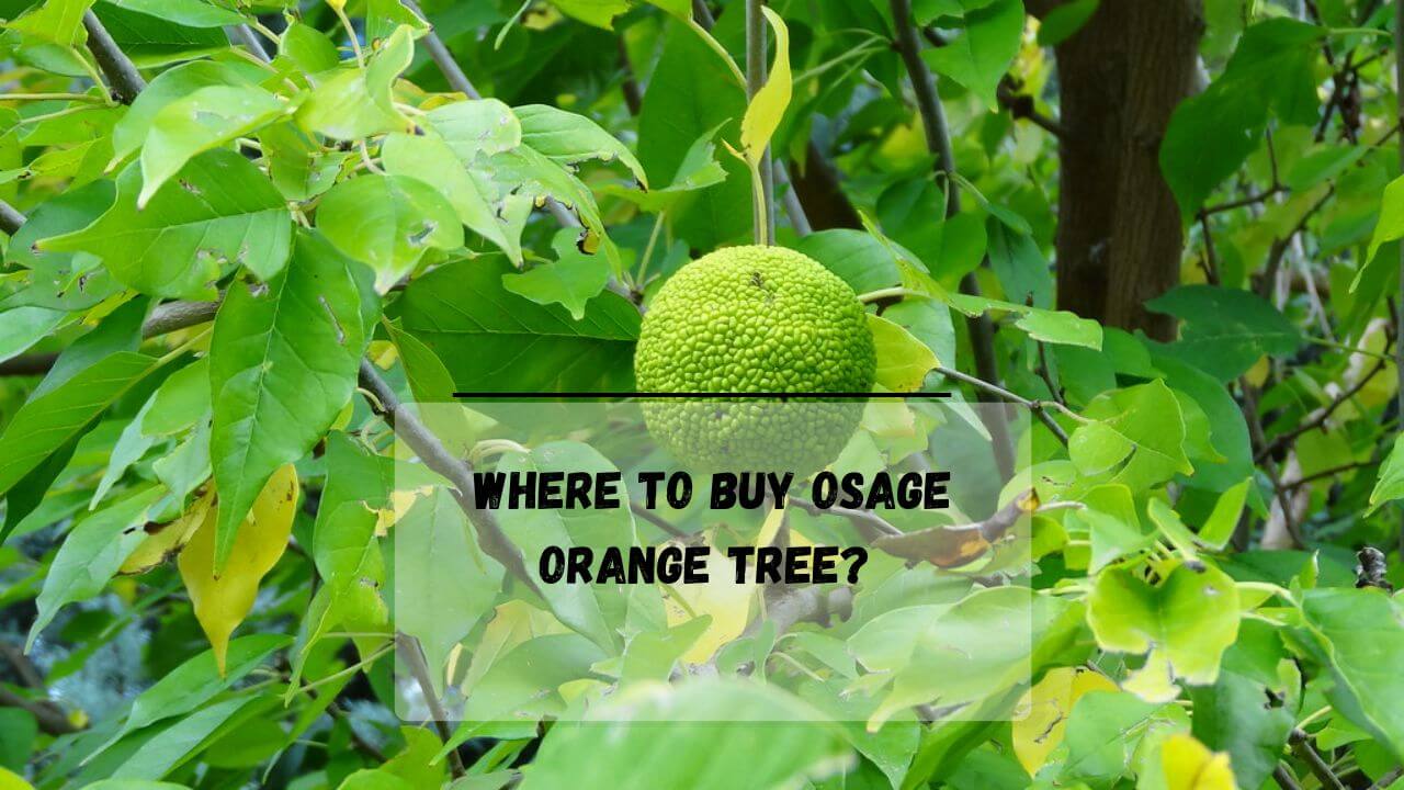 How Much Is A Osage Orange Tree Worth? - Everything Arboriculture