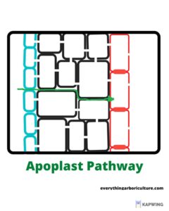 The Three Pathways of Water Movement in Tree Roots (With Diagram ...