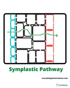 The Three Pathways of Water Movement in Tree Roots (With Diagram ...