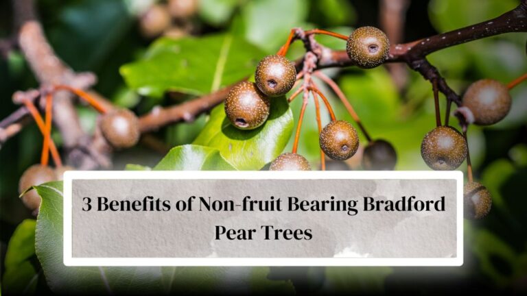 Do Bradford Pear Trees Bear Fruit? (3 Surprising But Easy Facts) - Everything Arboriculture