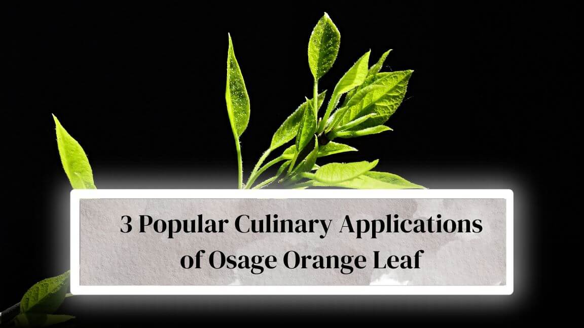 Osage Orange Leaf: Anatomy, Usage, Benefits & Safety - Everything ...