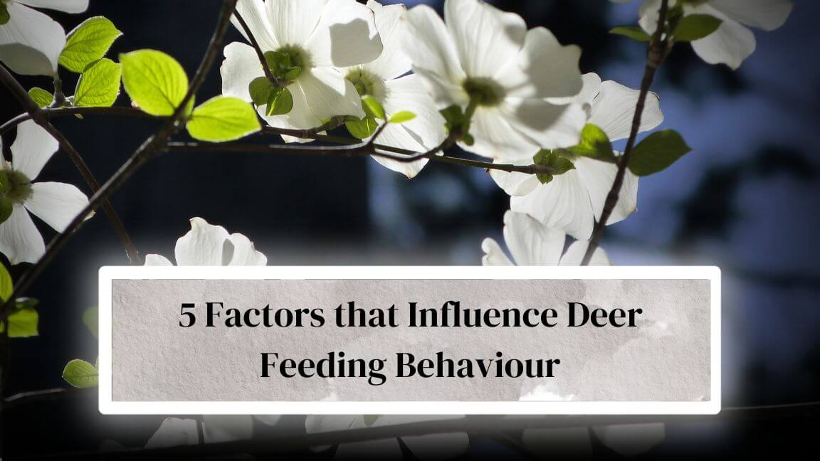 How To Protect Dogwood From Deer? - Everything Arboriculture