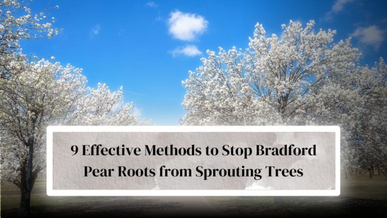 How to Stop Bradford Pear Roots from Sprouting Trees: 9 Effective Methods - Everything Arboriculture