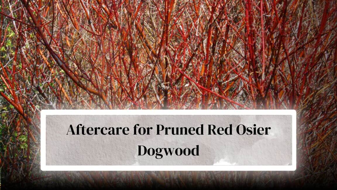 How To Prune Red Osier Dogwood - Everything Arboriculture