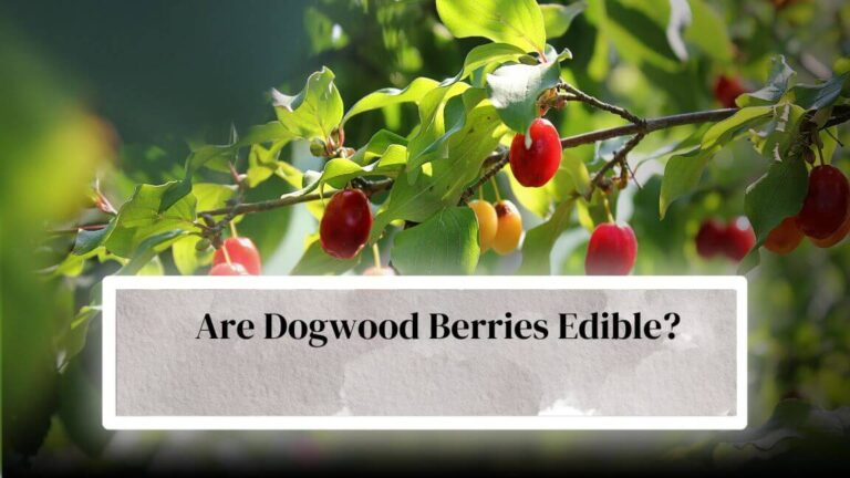 Can You Eat Dogwood Berries? Are They Safe? - Everything Arboriculture