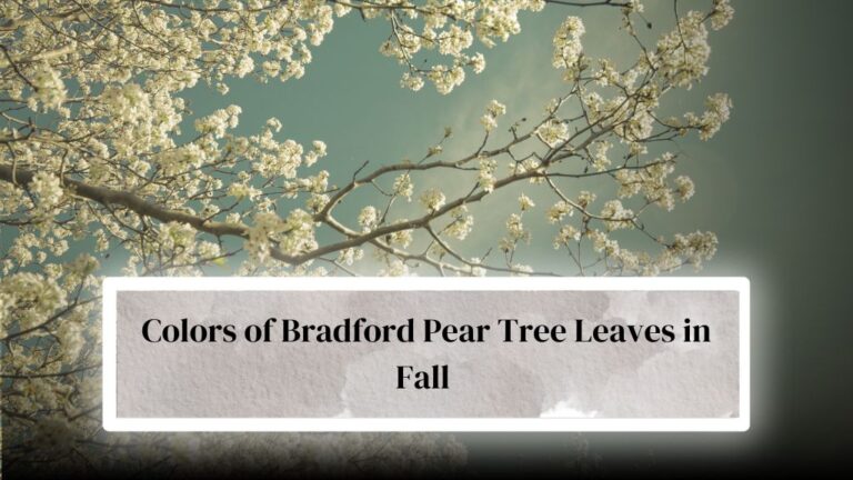 Bradford Pear Tree Leaves in Fall: A Colorful Display - Everything ...