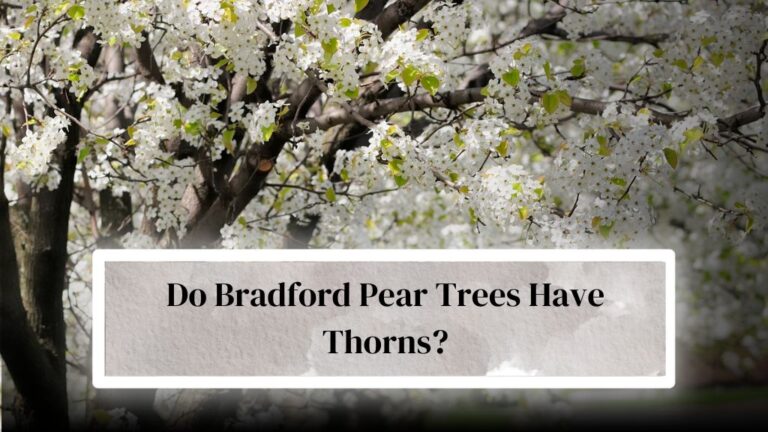 Do Bradford Pear Trees Have Thorns? - Everything Arboriculture