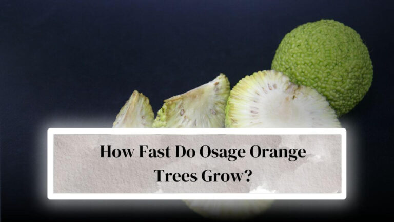 How Fast Do Osage Orange Trees Grow? - Everything Arboriculture