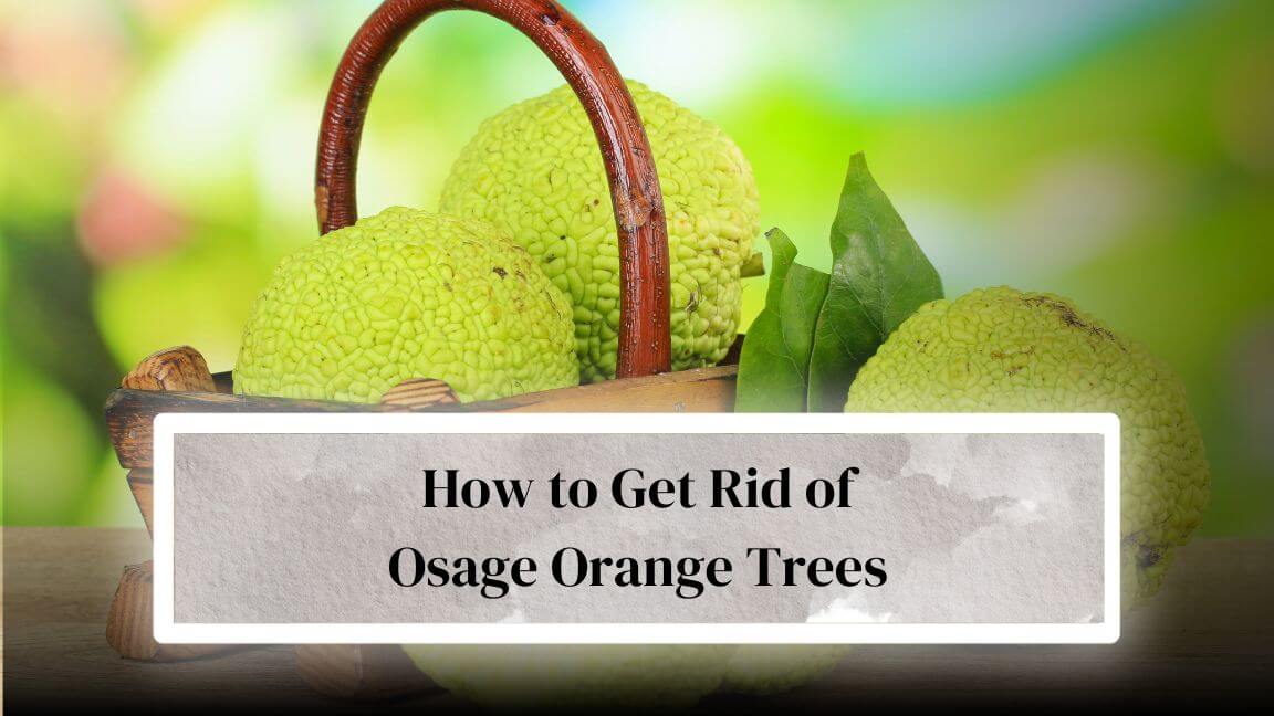 How to Get Rid of Osage Orange Trees - Everything Arboriculture