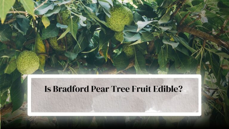 Bradford Pear Tree Fruit Edible: 3 Effects, Risks & Precautions ...