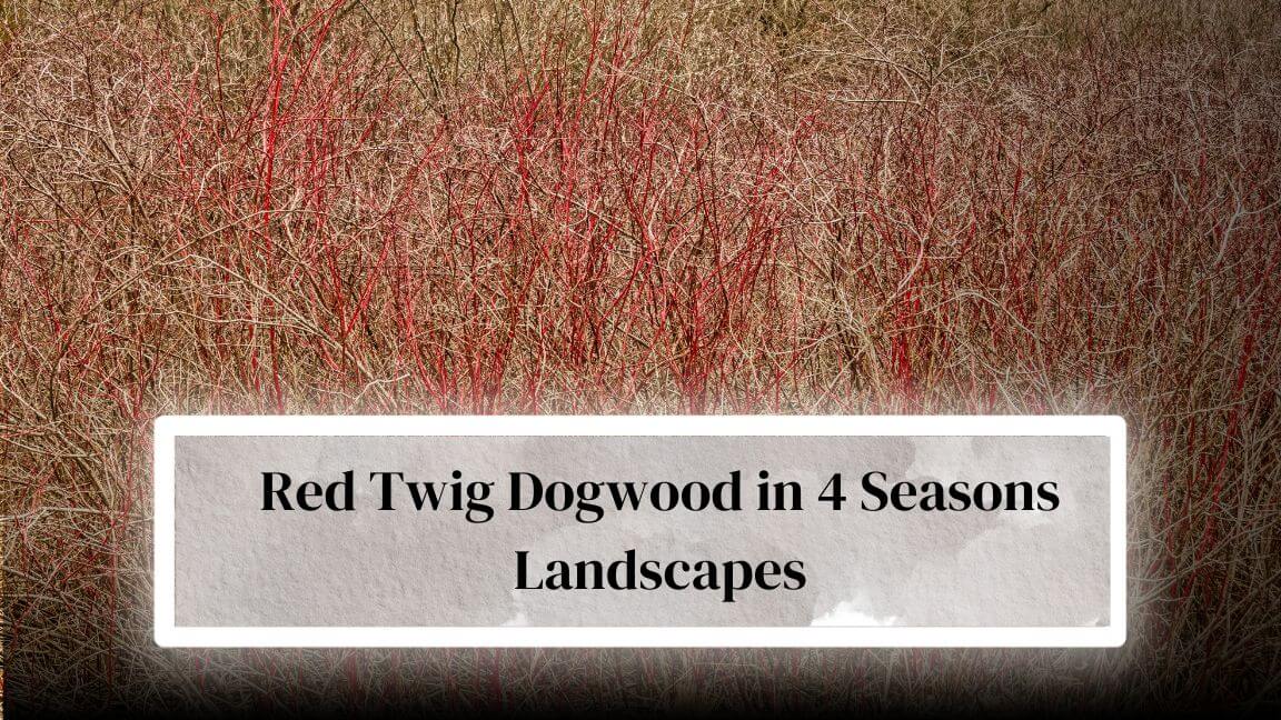 Landscaping Ideas With Red Twig Dogwood: 7 Best Ones