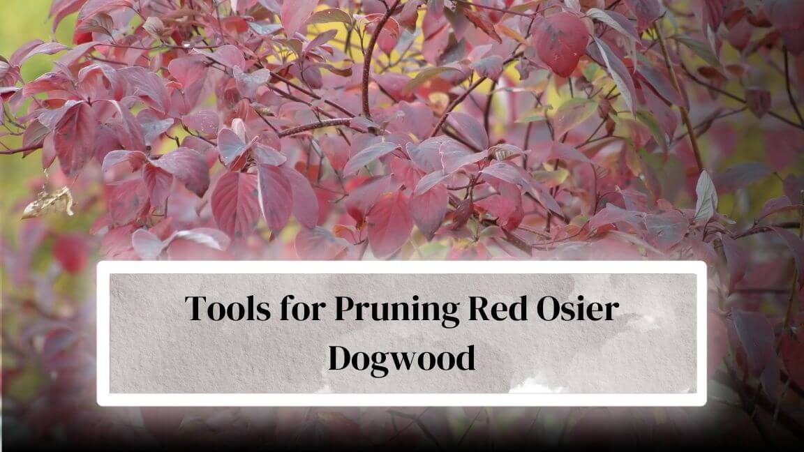 How To Prune Red Osier Dogwood - Everything Arboriculture