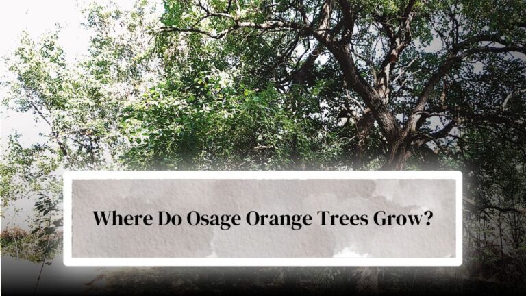 Where Do Osage Orange Trees Grow? - Everything Arboriculture