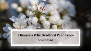 Why Do Bradford Pear Trees Smell Bad? ( Like Sperm or Fish ...