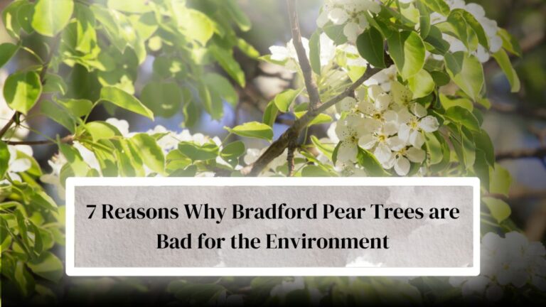 Why Are Bradford Pear Trees Bad For The Environment? ( 7 Shocking Reasons)