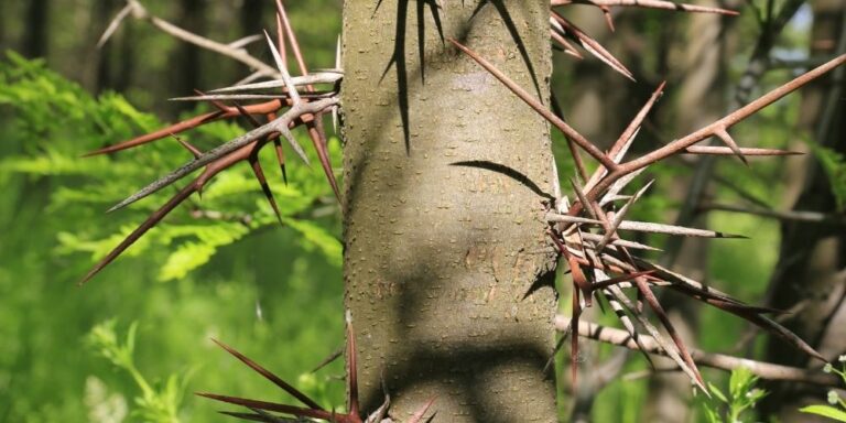 How To Get Rid Of Thorn Trees? 10 Methods Explained - Everything ...