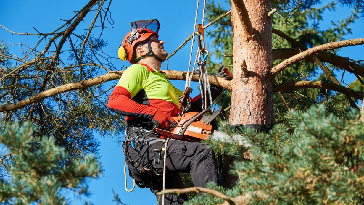How to Pass C-27 License Exam? Easy Steps Guide - Everything Arboriculture